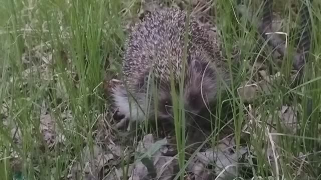 Ёжик в поисках ужина. Дикий зверь в городе.
