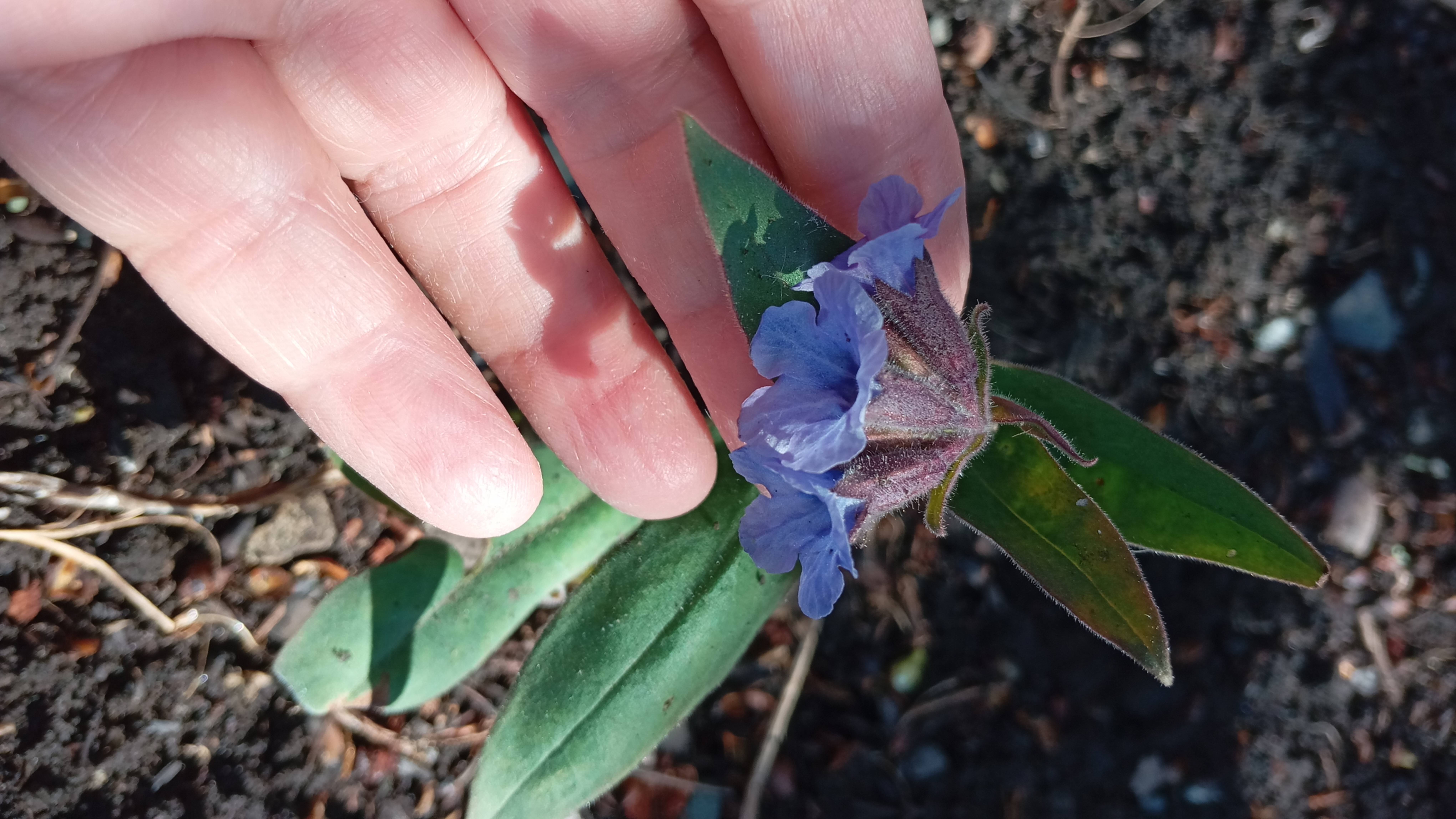 Для здоровья! Чай из медуницы!,🫖☕ Травы Горного Алтая!,❤️