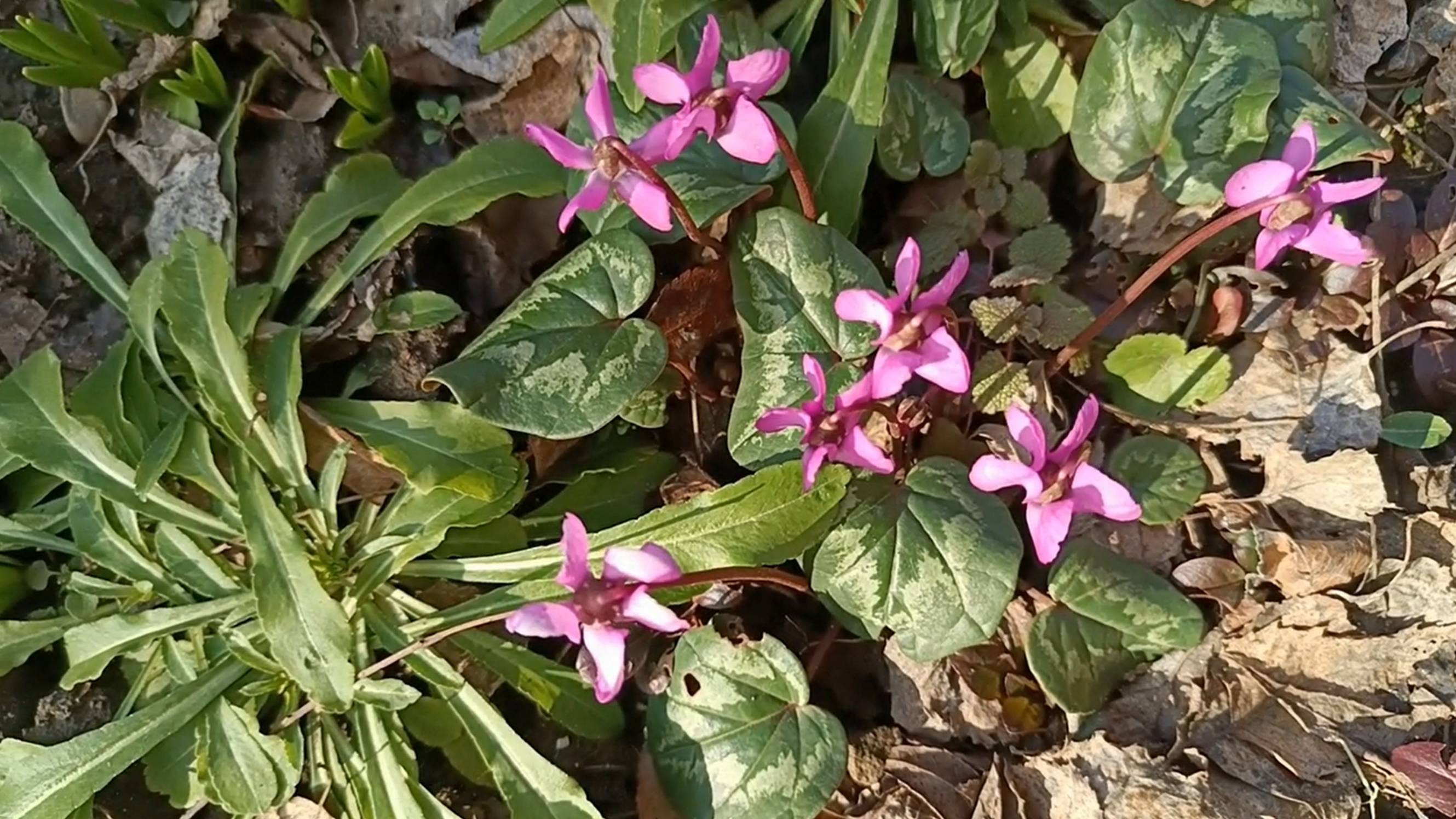 Цикламен кавказский.