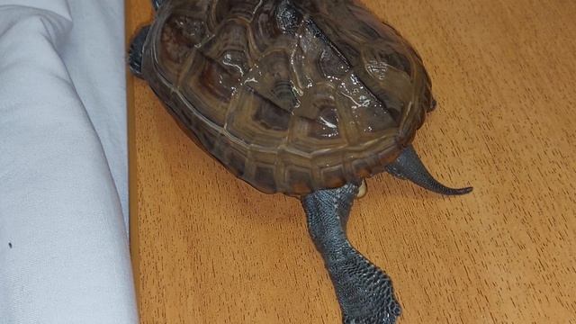 Черепаха краснопёрая