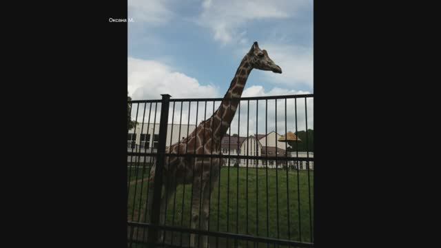 Калининградский зоопарк. Фотографии.mp4