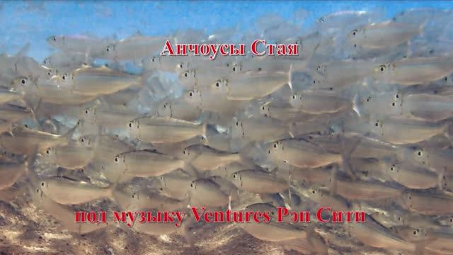 14.Анчоусы Стая под музыку Ventures Рэп Сити HD