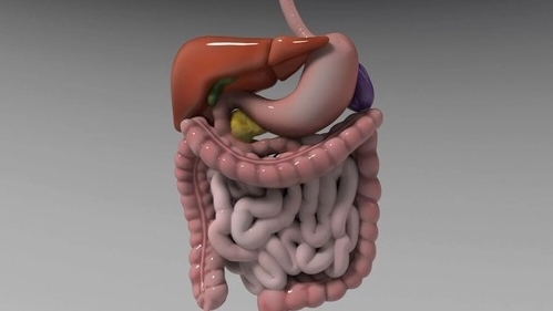 Пищеварение...(3D-анимация)