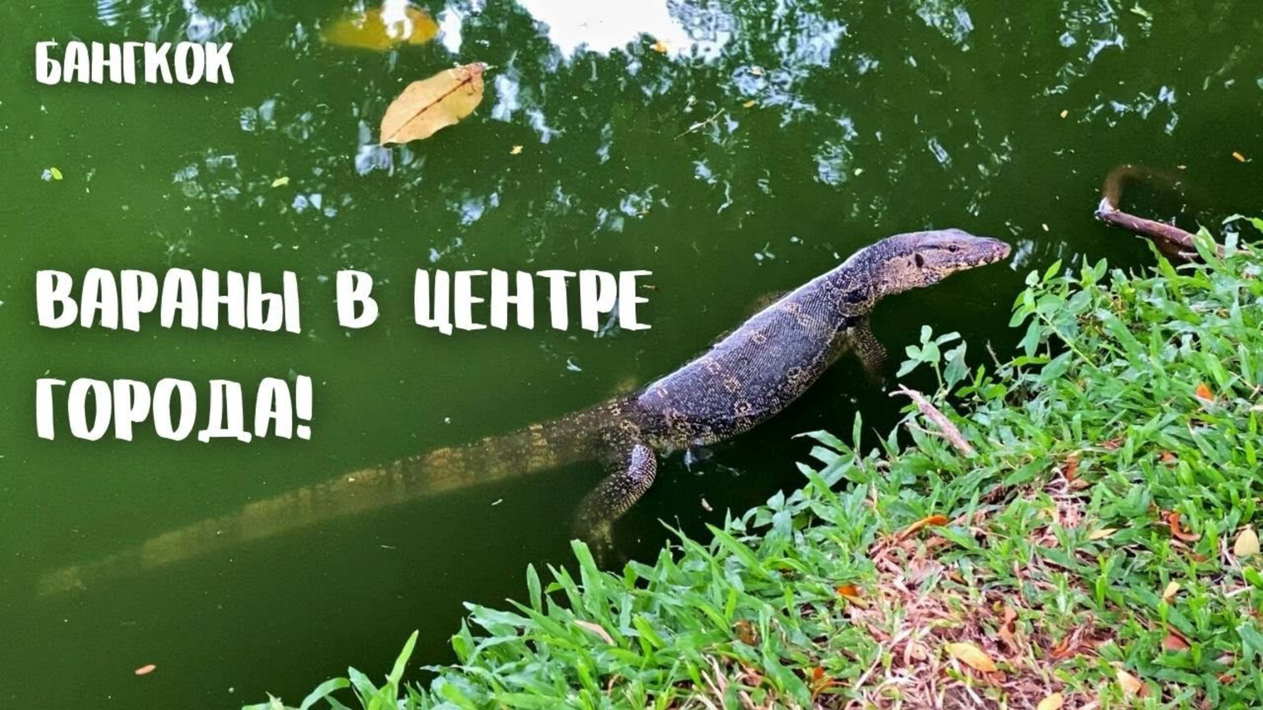 Огромные ЖИВЫЕ ВАРАНЫ в центре города! Люмпини парк, Бангкок.