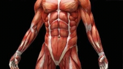 Анатомия мышц человека...(3D-анимация)