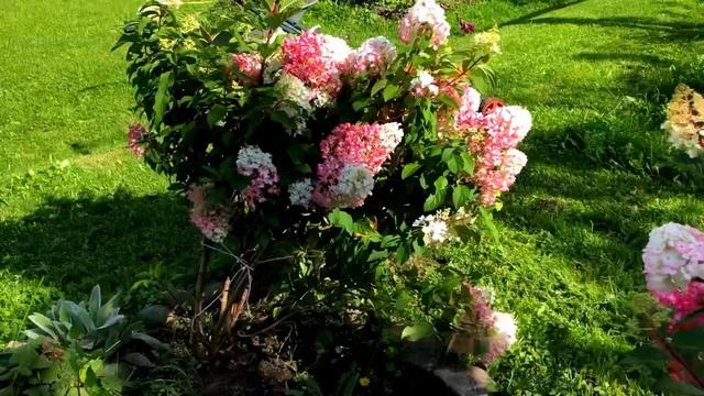 Мой цветущий садовый участок часть (19)