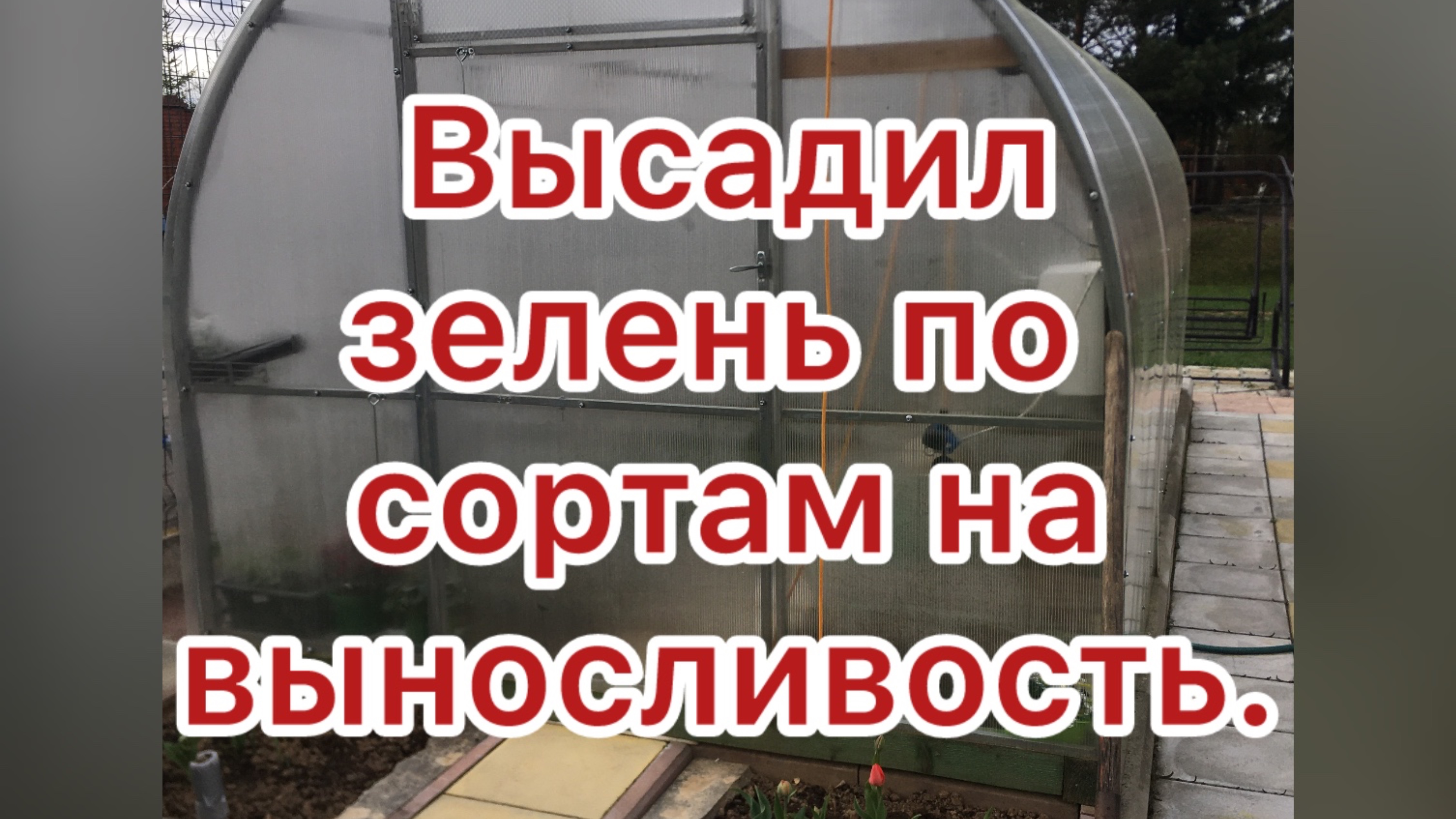 Теплица 16 апреля 2025