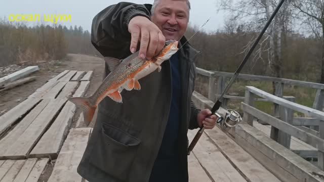 Рыбалка на морскую красноперку. Таёжная река Иска.