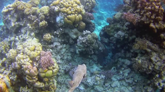 Рыбы Красного моря - Аротрон Звездчатый (Arothron stellatus).