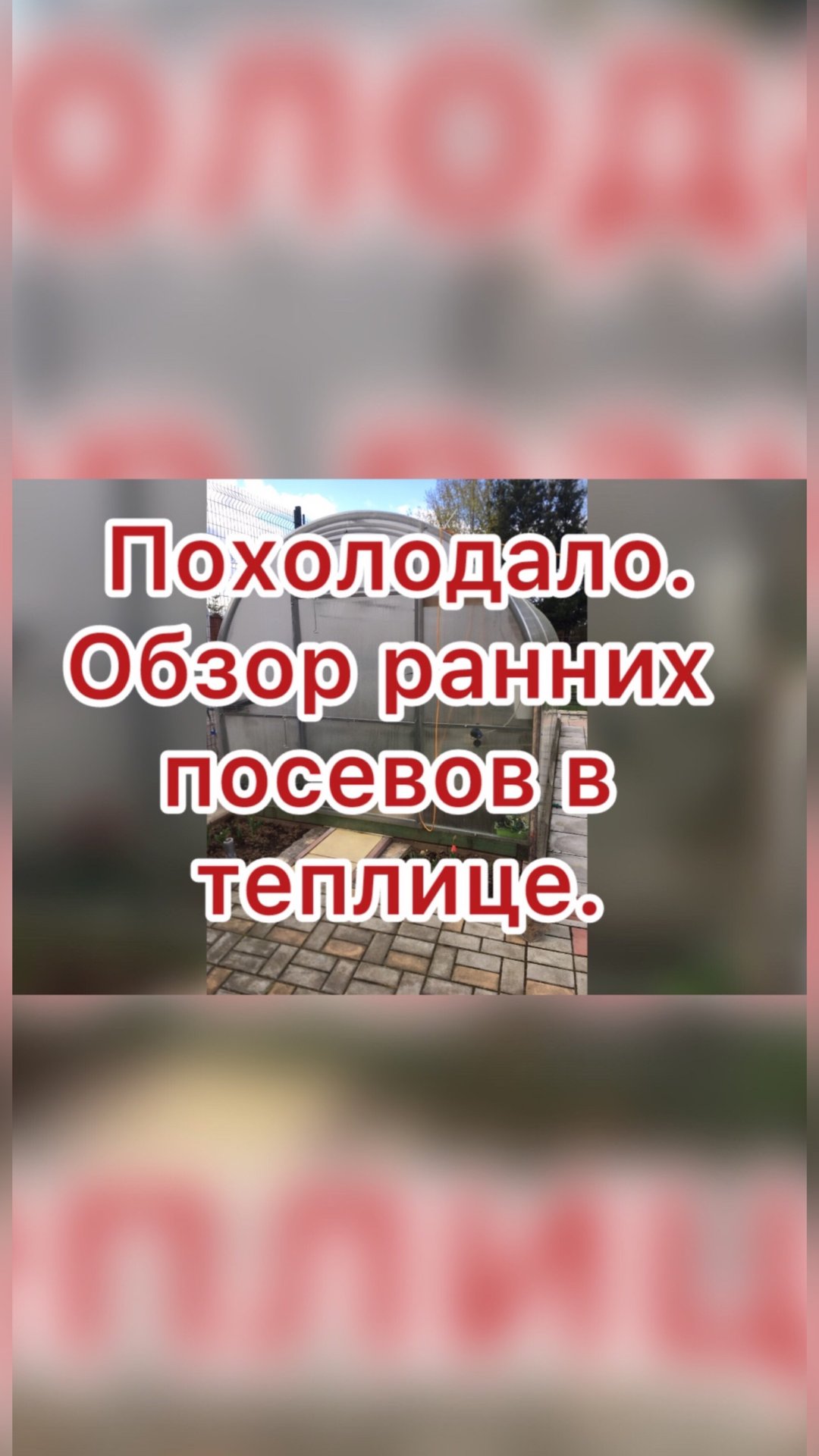 Похолодало. Обзор ранних посевов в теплице.
26 апреля 2025 года.