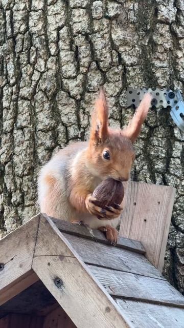 Белка грызёт орех