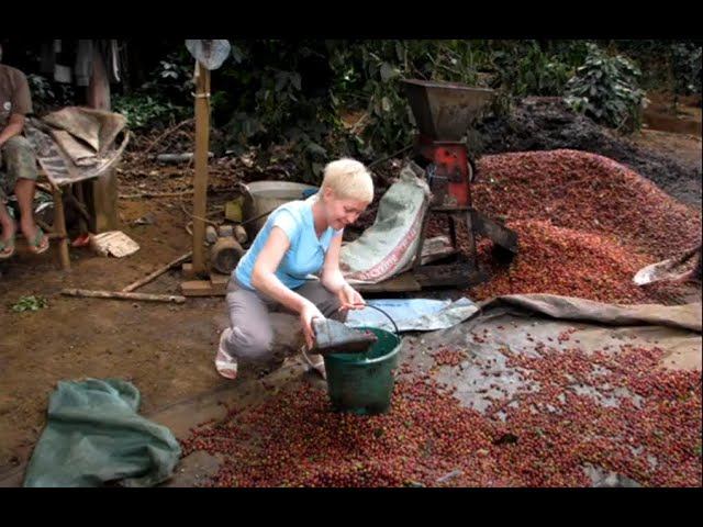 Первый опыт заготовки зерен кофе 2011г. Лаос