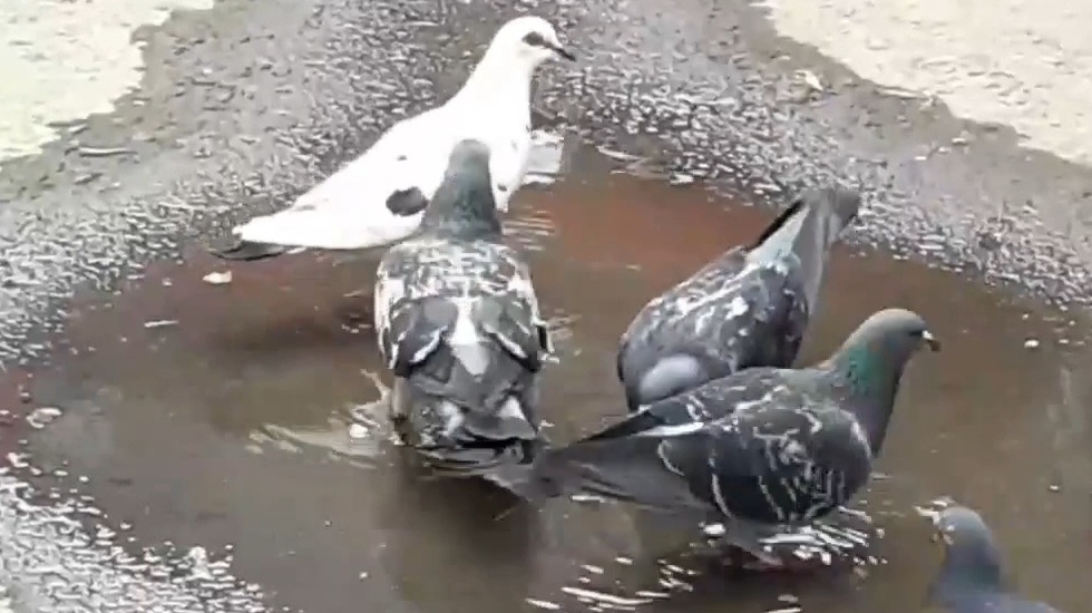 Жара в апреле, у голубей сушняк 👍💖#голуби #птицы #топ