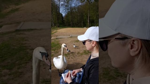 два лебедя