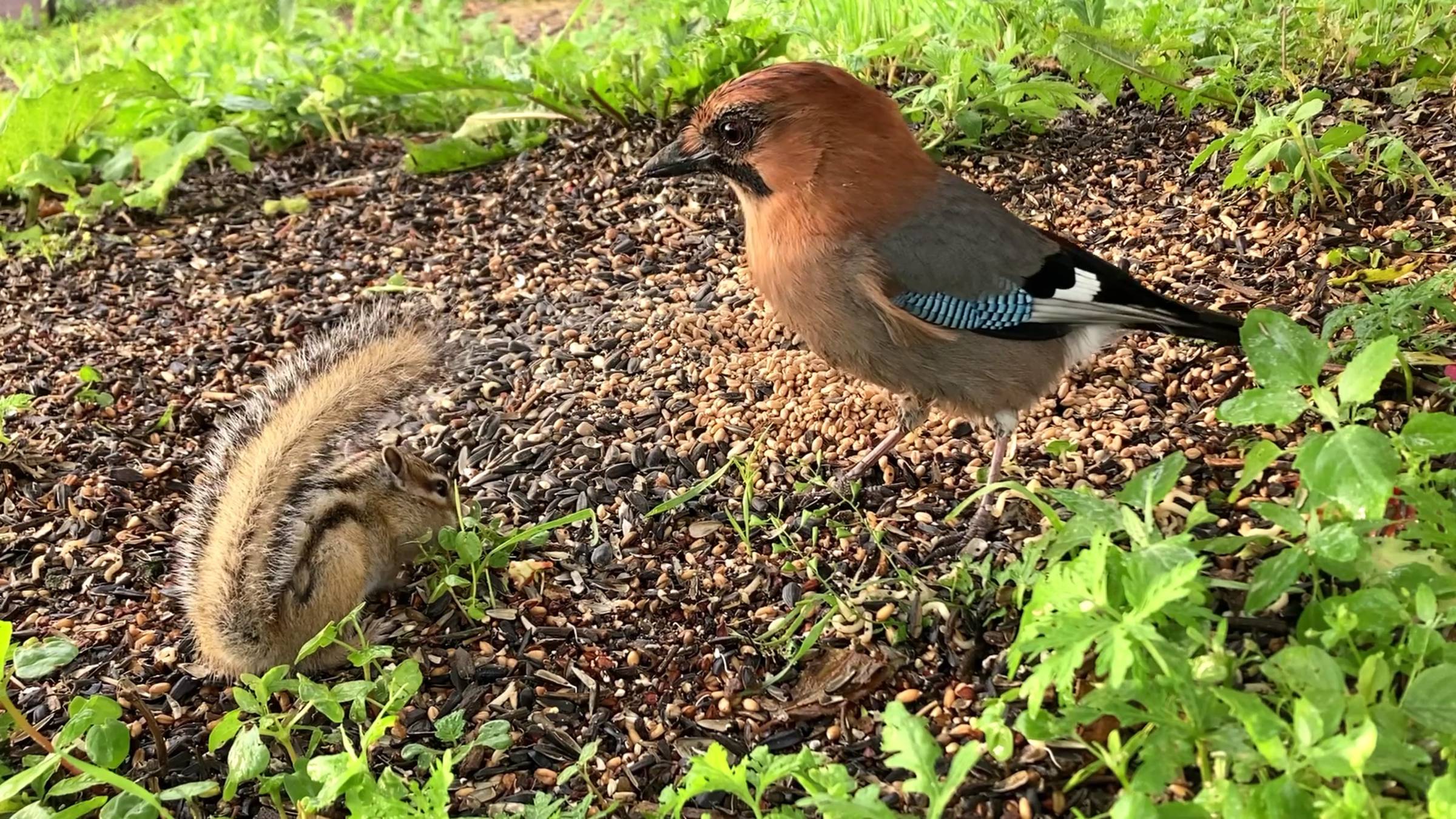 Бурундуки. Птицы Поползни, Синицы, Зеленушки, Снегирь, Сойка. Часть 53