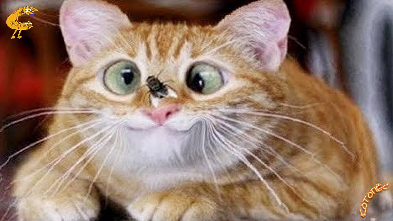 Смешные Коты и Собаки Лучшие Приколы с Животными 22