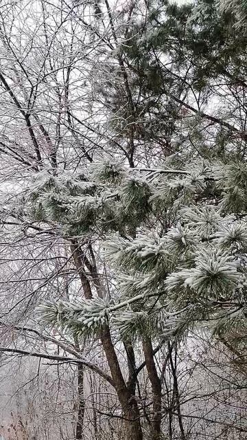 Вот такое у нас ДОБРОЕ УТРО! Хорошего всем настроения! 2025г.