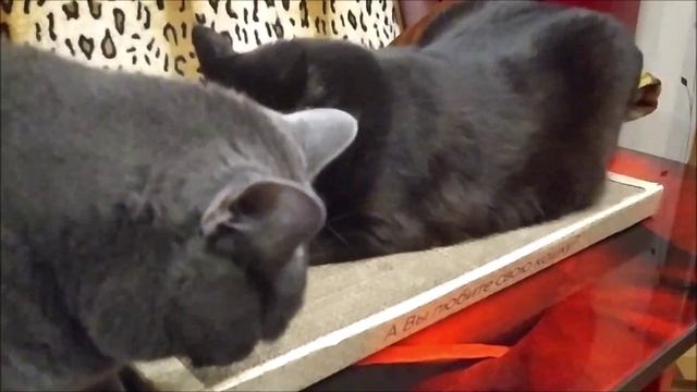 КОГТИдралка / когтеточка