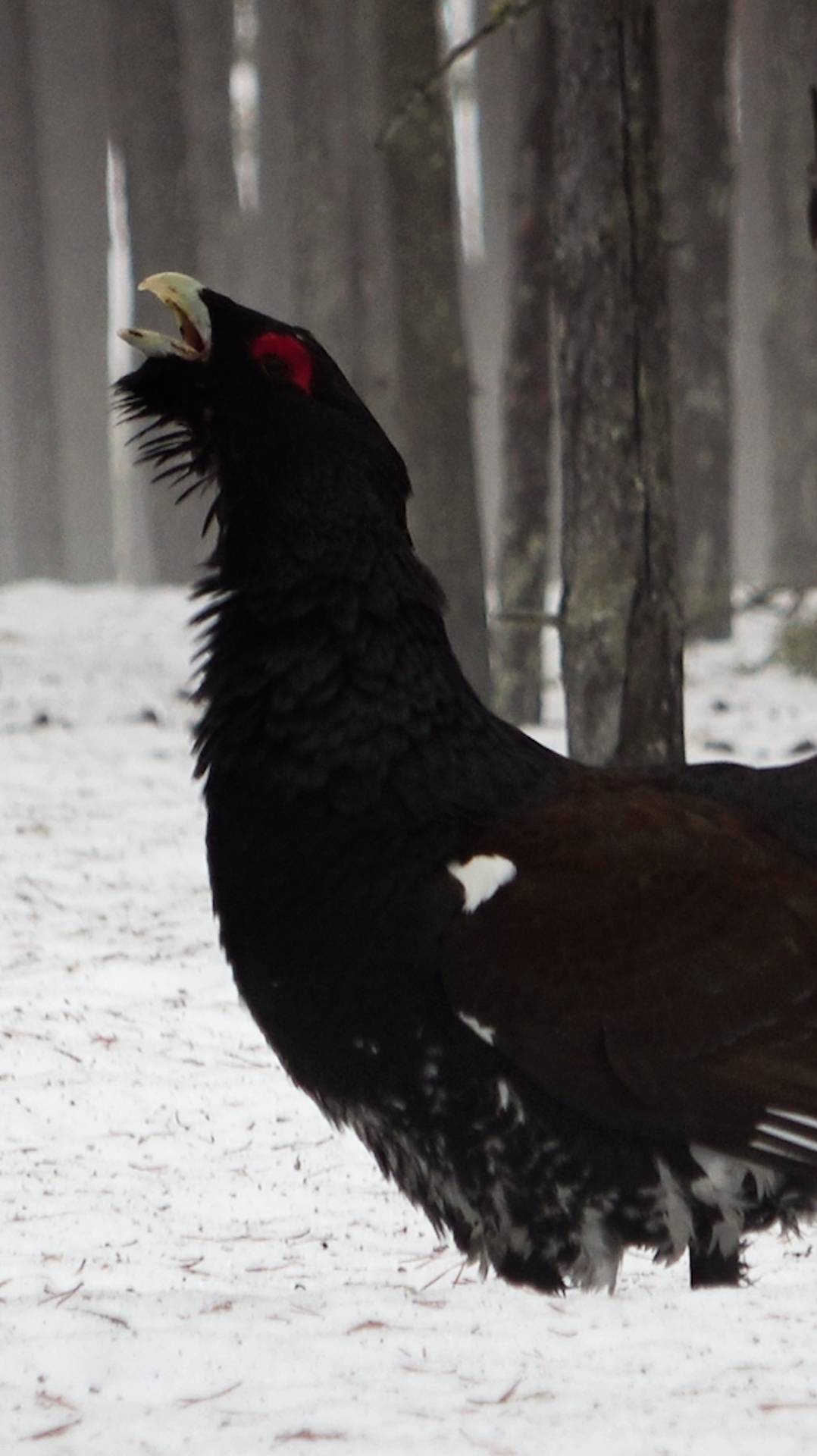 Глухарь на току