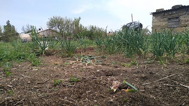 копаю рядок