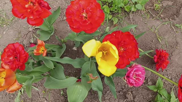 Весной в саду