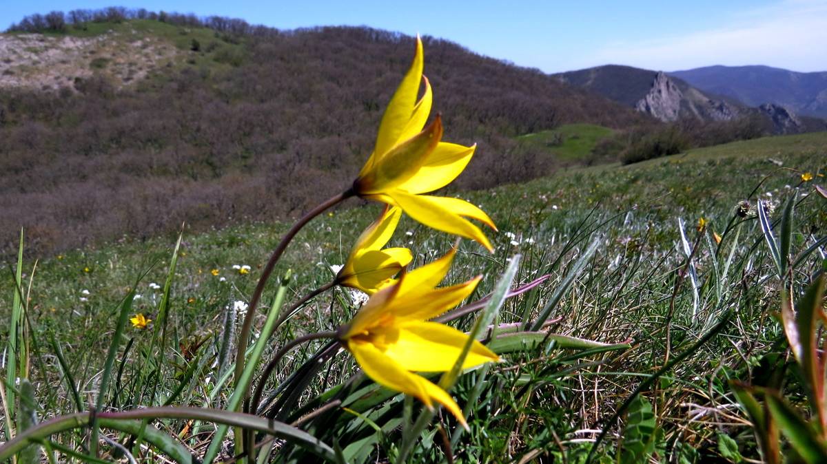 Желтые подснежники - Тюльпаны Биберштейна. Апрель в Крыму.