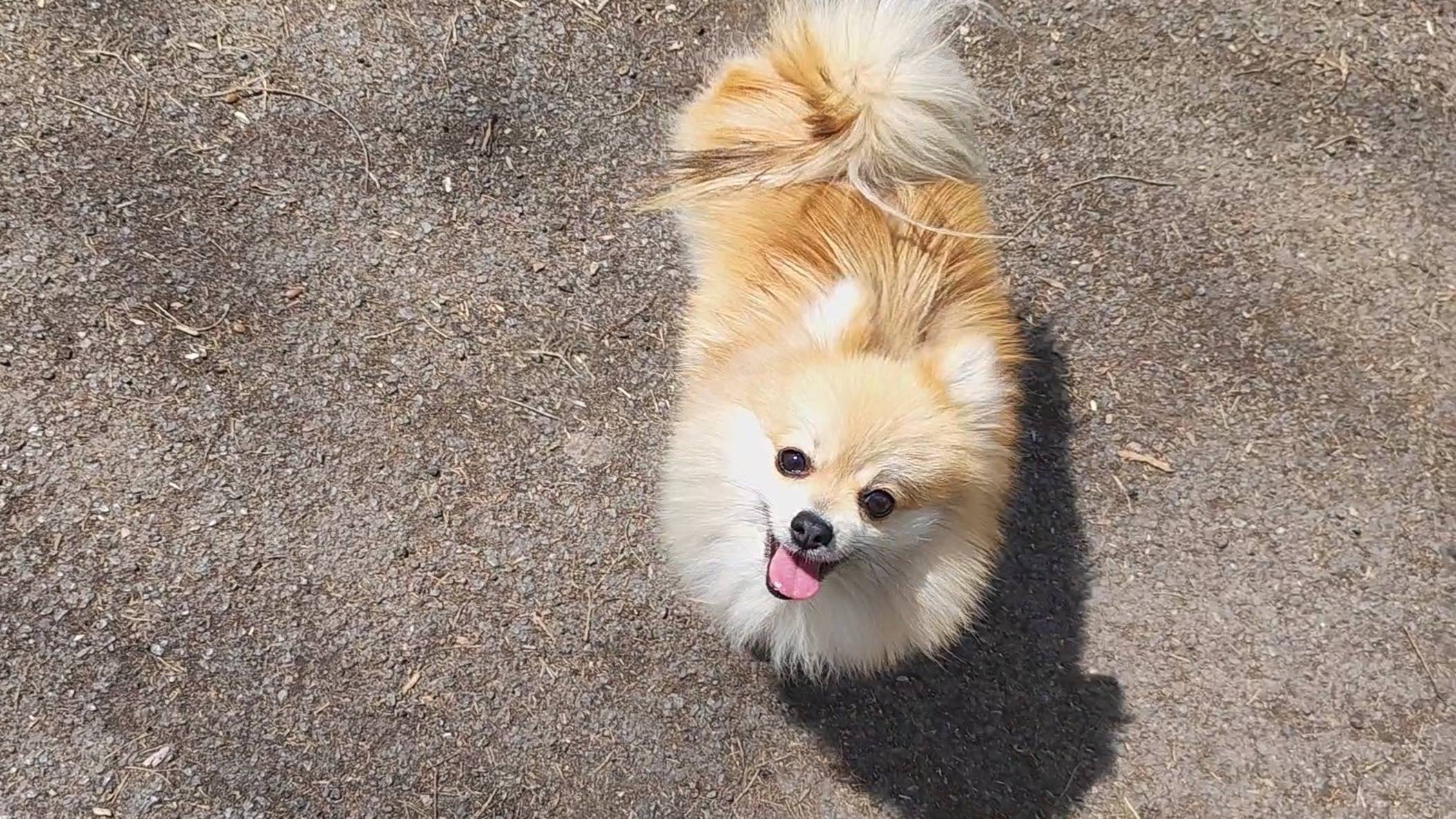 Фокс, птичка и красотка Шуля | Передержка собак Ростов