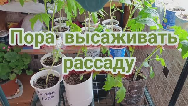Пора высаживать рассаду, зацветает черёмуха