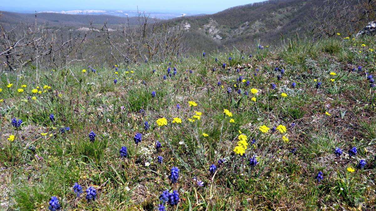 По цветущему хребту. Апрель в Крыму