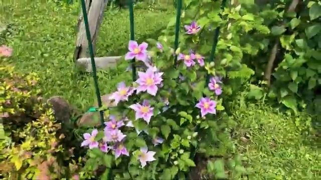 Показываю цветущий сад и газон часть (5)