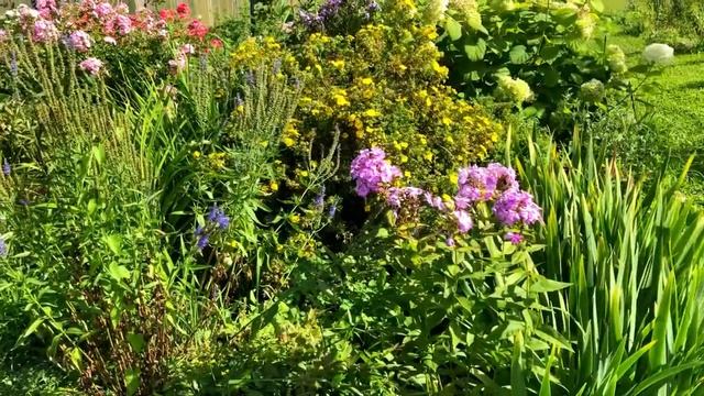 Мой цветущий садовый участок часть (18)