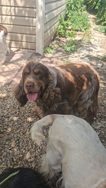 Виляющие хвосты