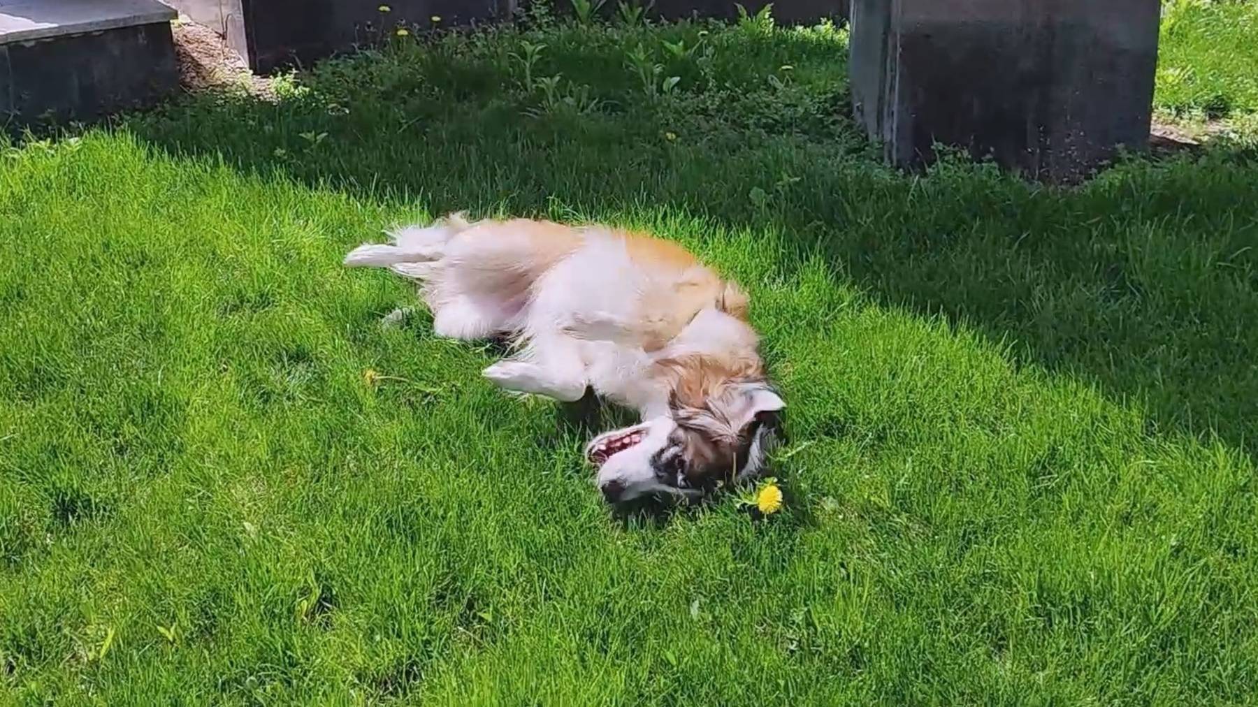 Две собакигуляки-втравеваляки. Шуля & Фокс | Передержка собак Ростов