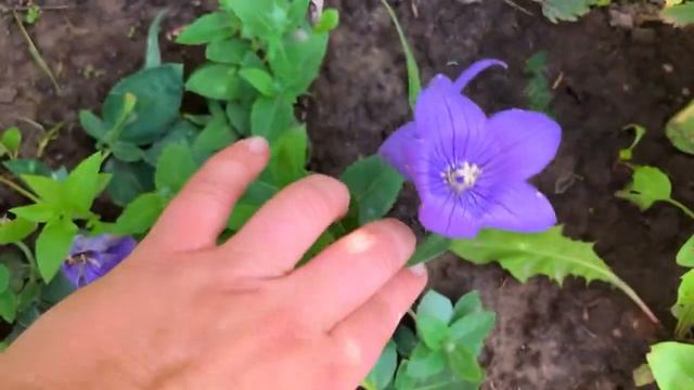 Мой цветущий садовый участок часть (23)