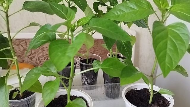 Проблемы с рассадой перца.