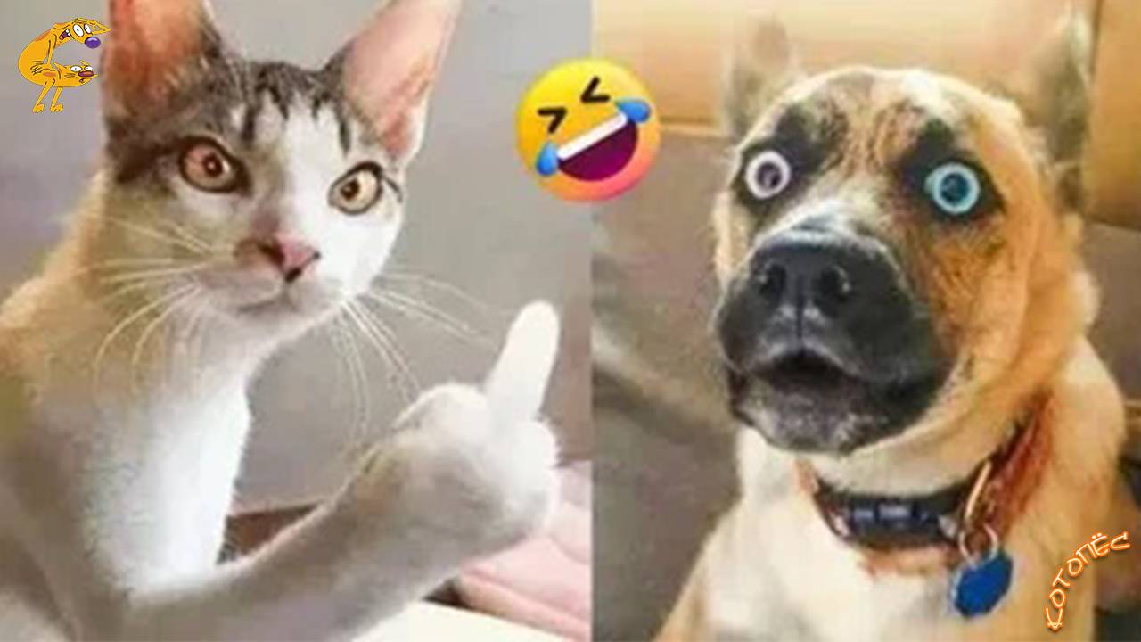Смешные Коты и Собаки Лучшие Приколы с Животными 21