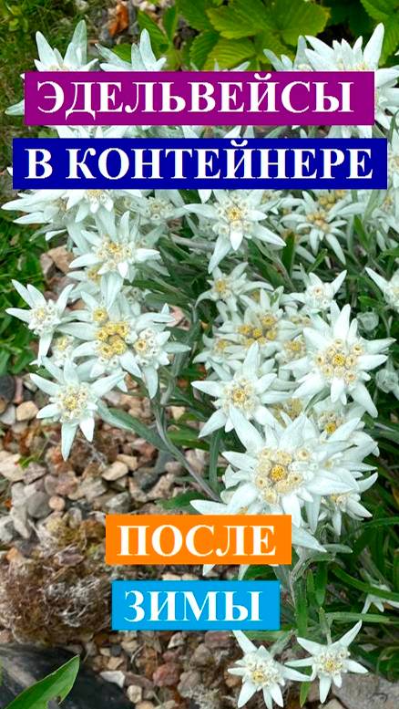 Эдельвейсы в контейнерах после зимы