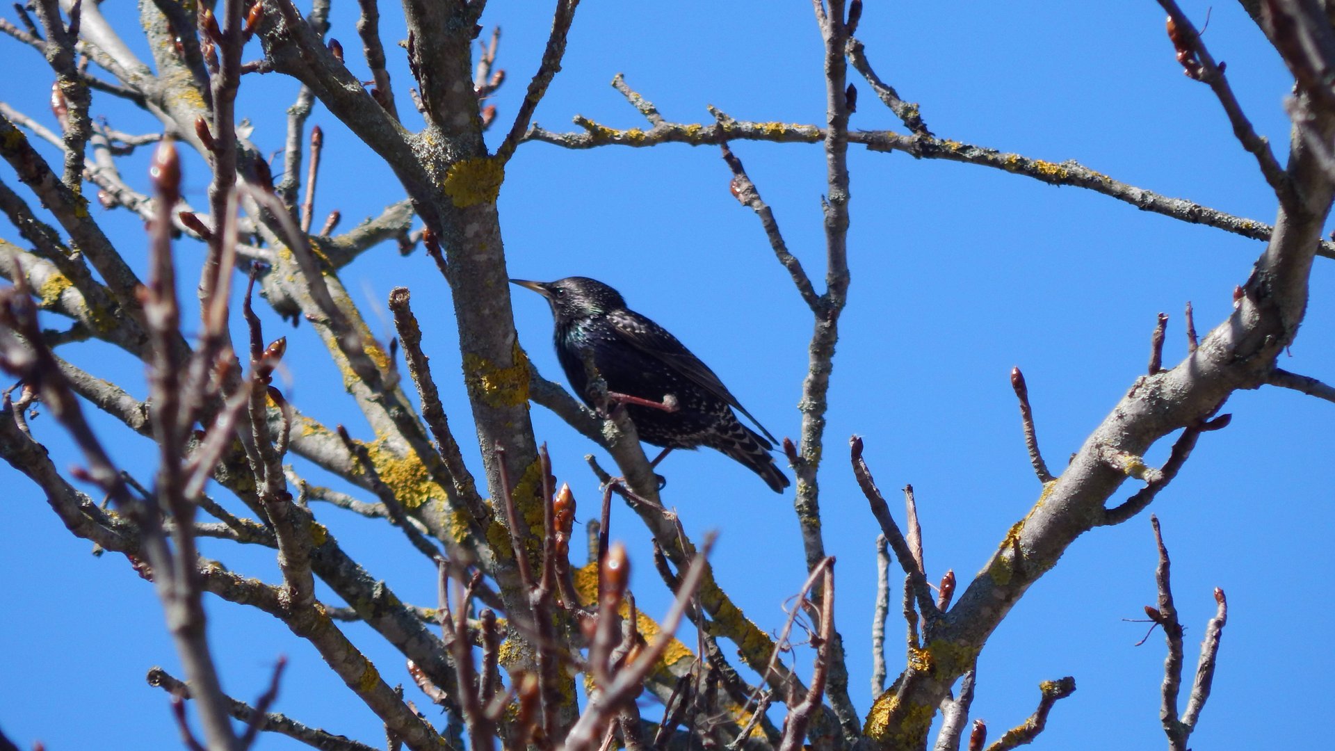 Скворцы заселяются. 20.04.2025г.