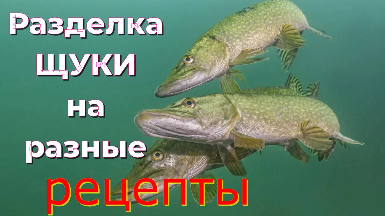 #щука и рецепты