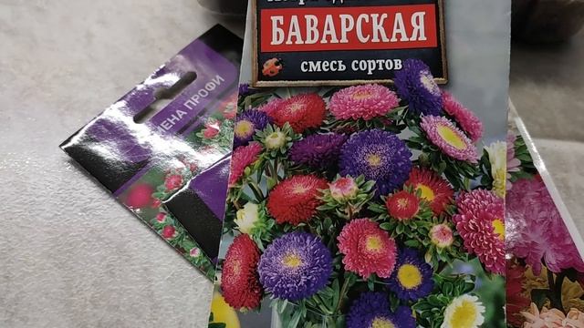 Обзор всхожести семян некоторых сортов Астр