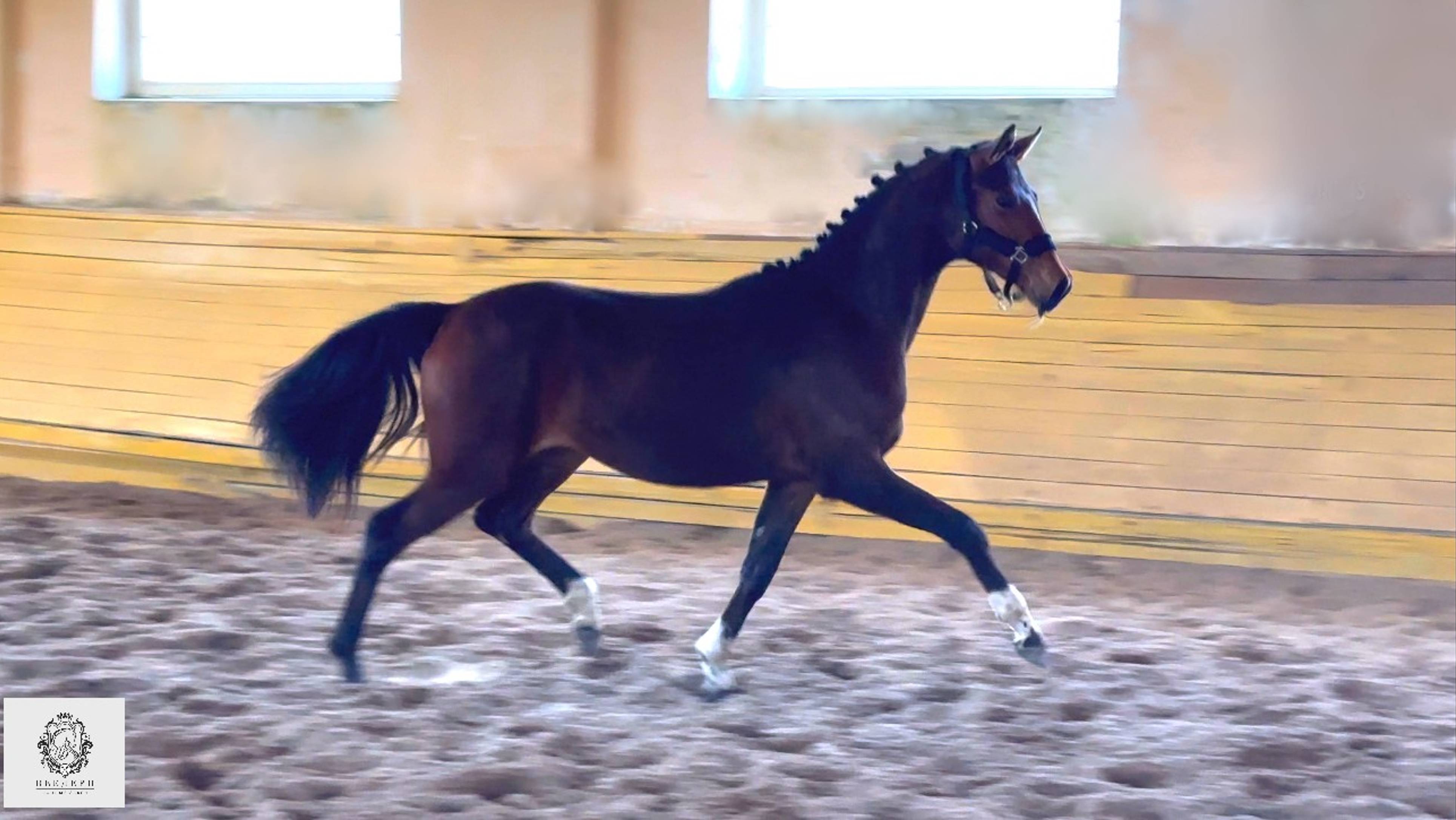 Кобыла ВИЛЬФОРА WD, 2023 г.р.  #жеребятаотВердиWD