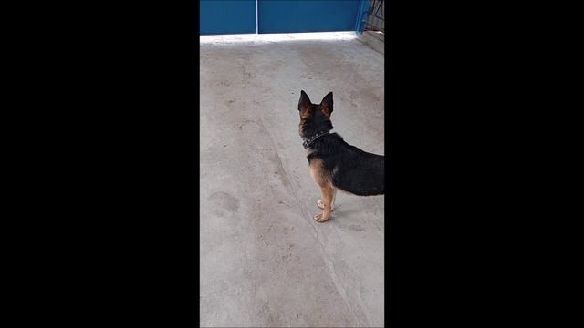 Овчарка. Собака. Том.