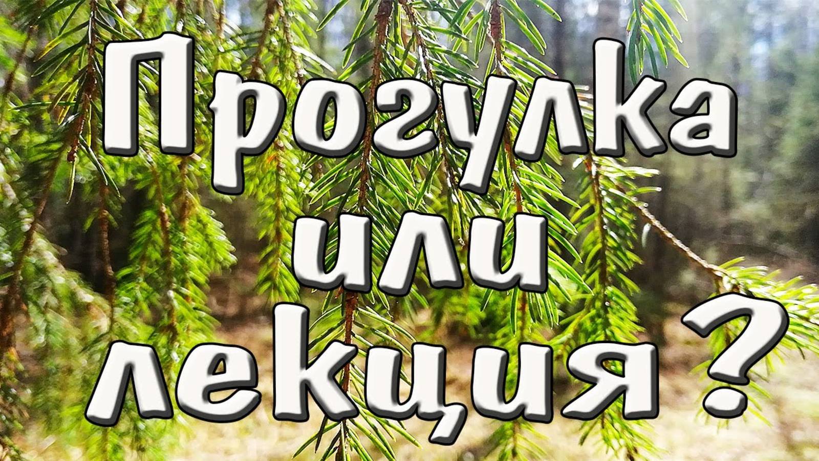 Несколько интересных фактов о деревьях.  Прогулка в лесу или опять лекция?