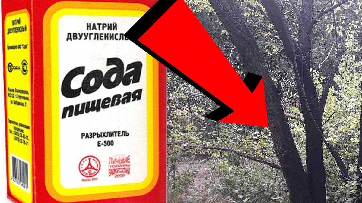 Как избавиться от пней и деревьев За 3 Секунды!