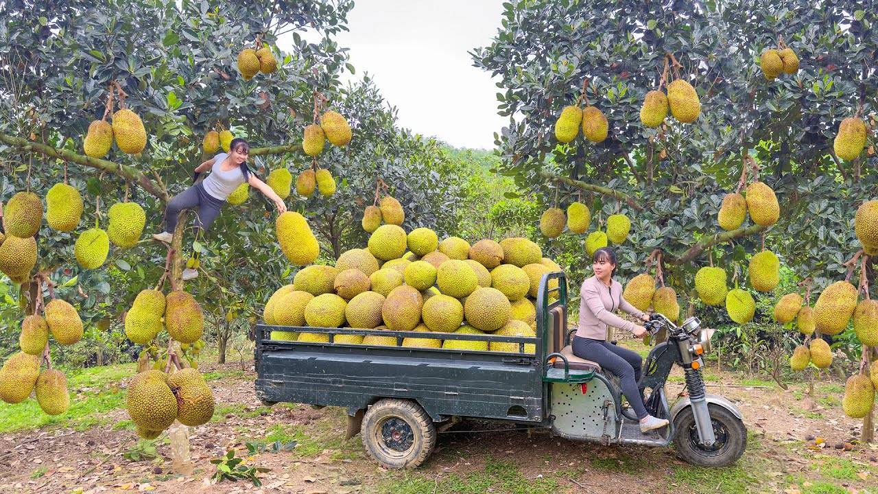 И снова Неугомонная Гюльнара из Вьетнама. Сбор урожая Джекфрута. Продажа на сельском рынке.