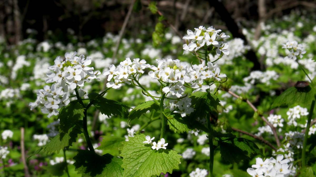 Белая чесночница в весеннем лесу. Апрель в Крыму.