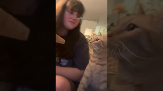 самое МИЛОЕ видео с животными