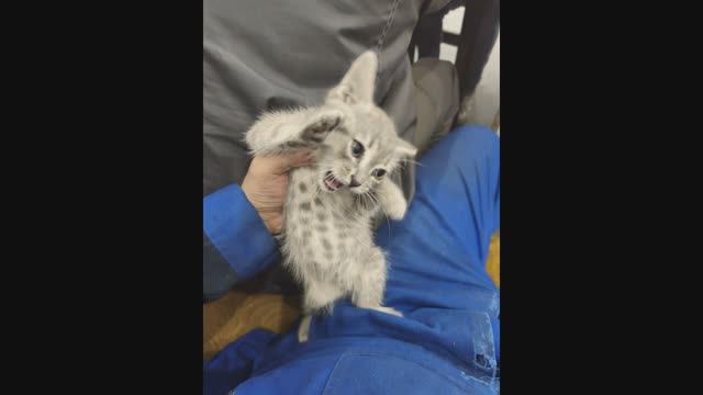 Котёнок агрессор