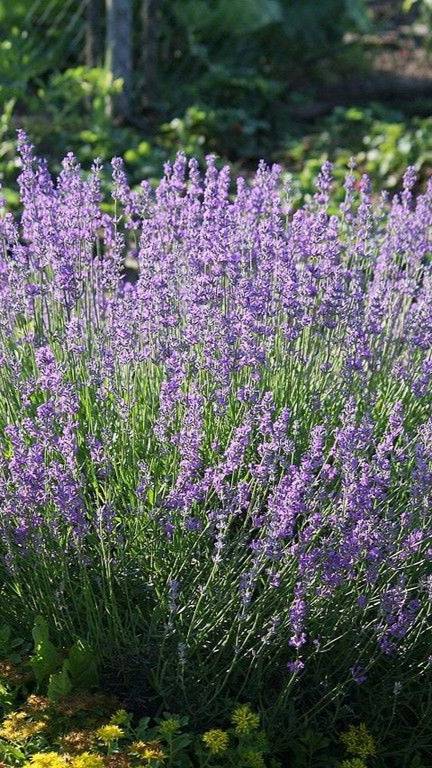 ЛАВАНДА В ДОМАШНИХ УСЛОВИЯХ
