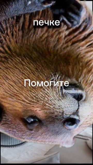 Стишох по мемам  #хочуврек #shorts #shortvideo #meme #memes #chickenjockey #prekol #prekolno